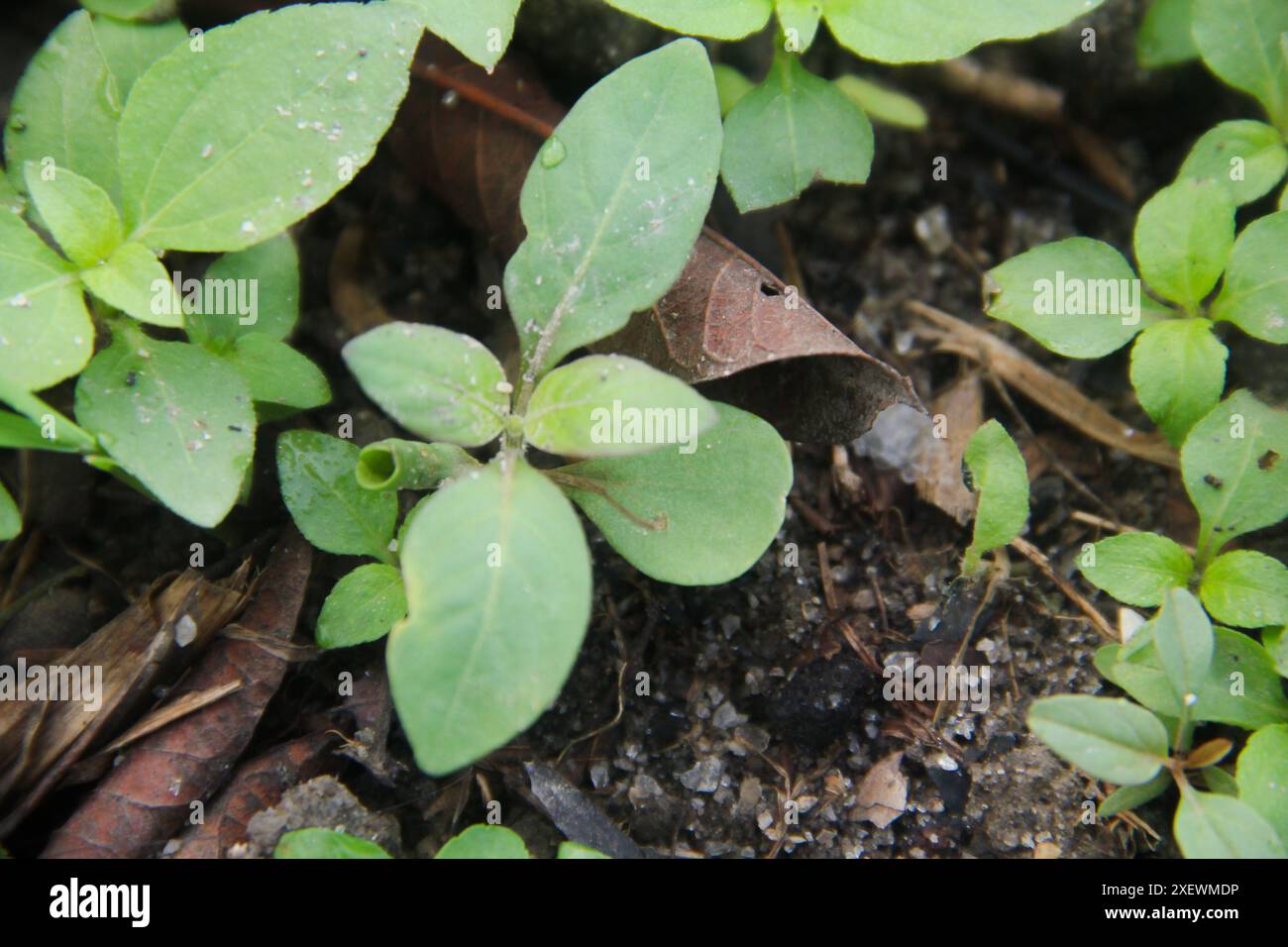 Humus soil hi-res stock photography and images - Alamy