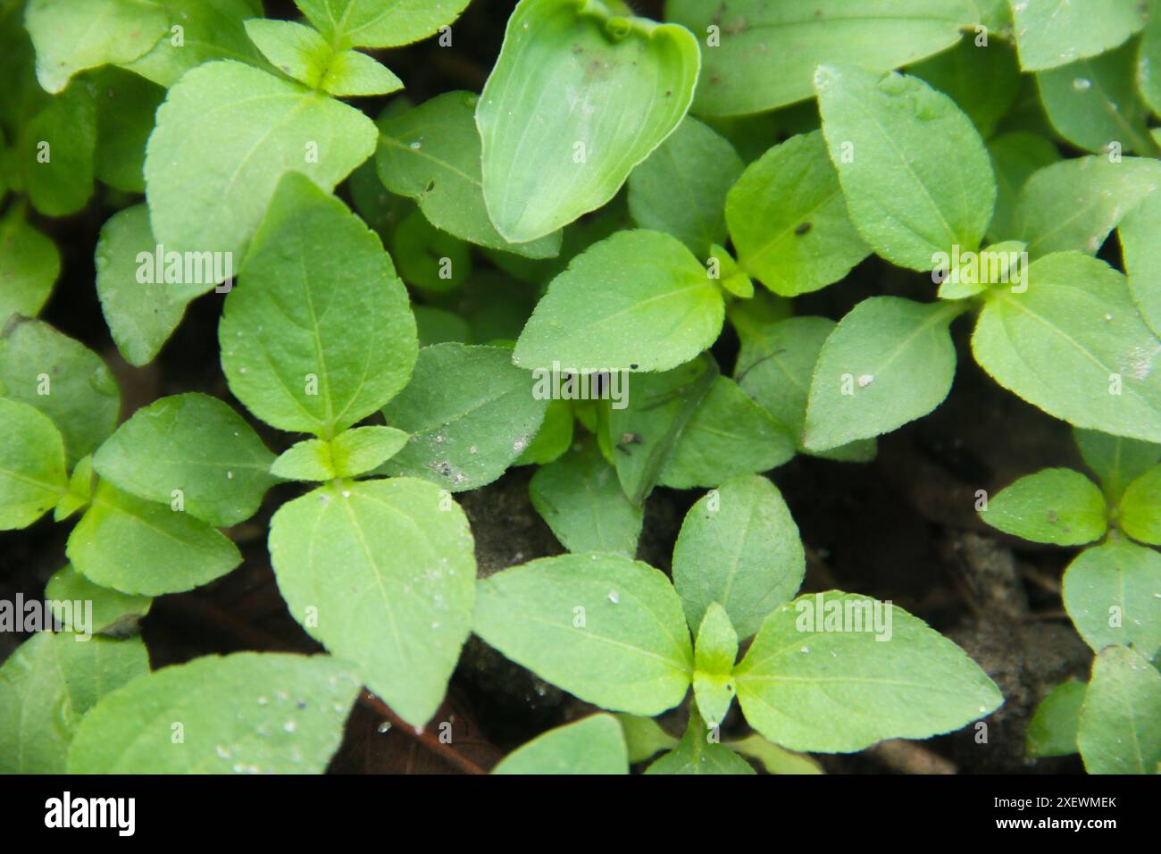 Small grasses that grow on top of humus soil Stock Photo - Alamy