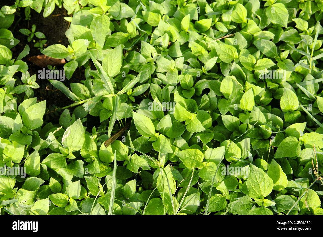 Small grasses that grow on top of humus soil Stock Photo - Alamy
