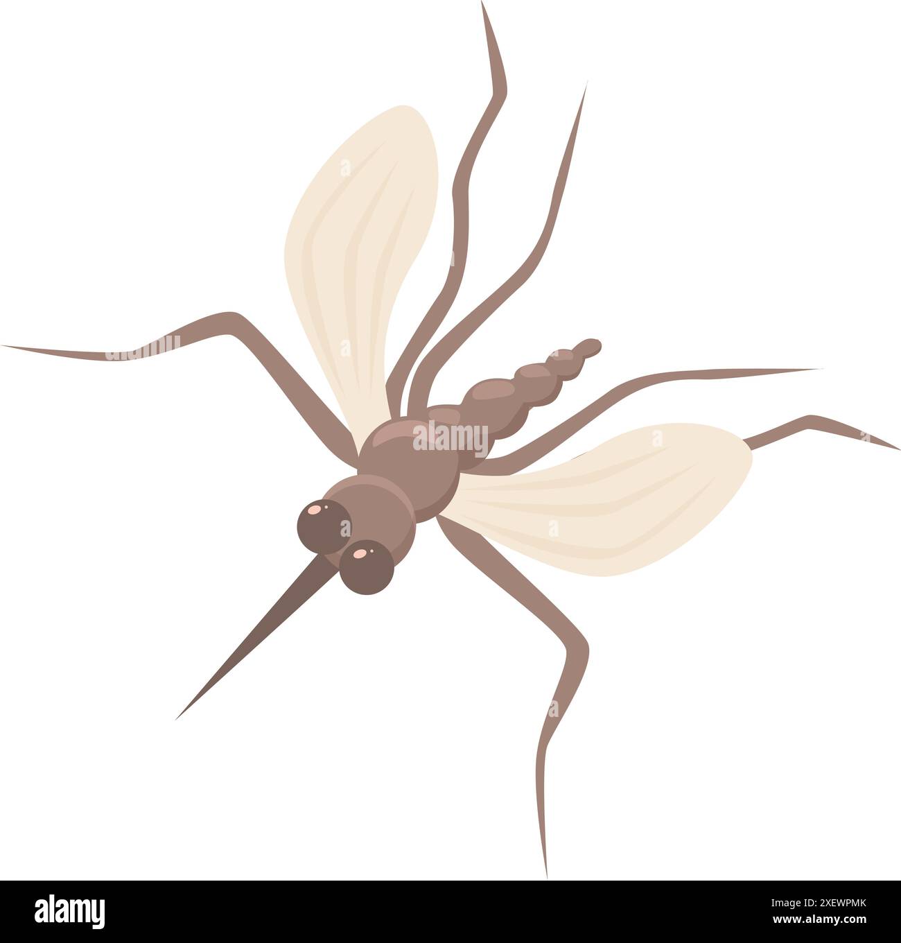 Mosquito is spreading its wings preparing to bite and transmit ...