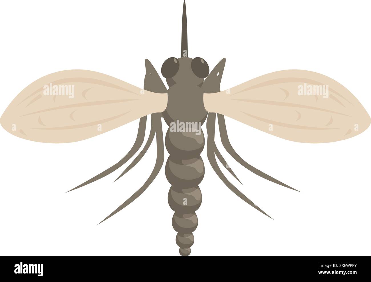 Mosquito spreading malaria disease showing wings and proboscis Stock ...