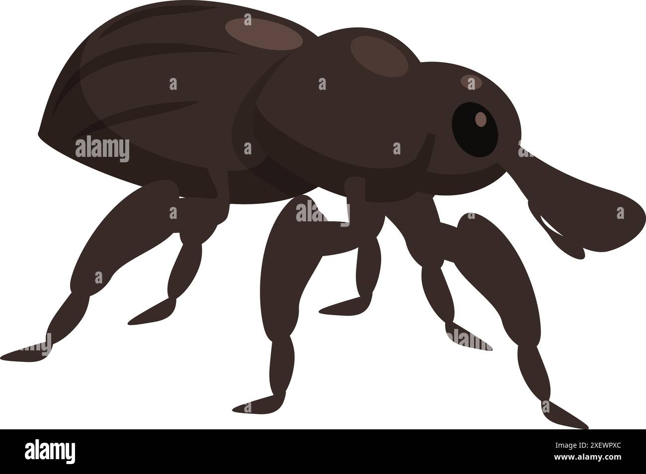 Large brown beetle with six legs and a long snout is walking Stock ...