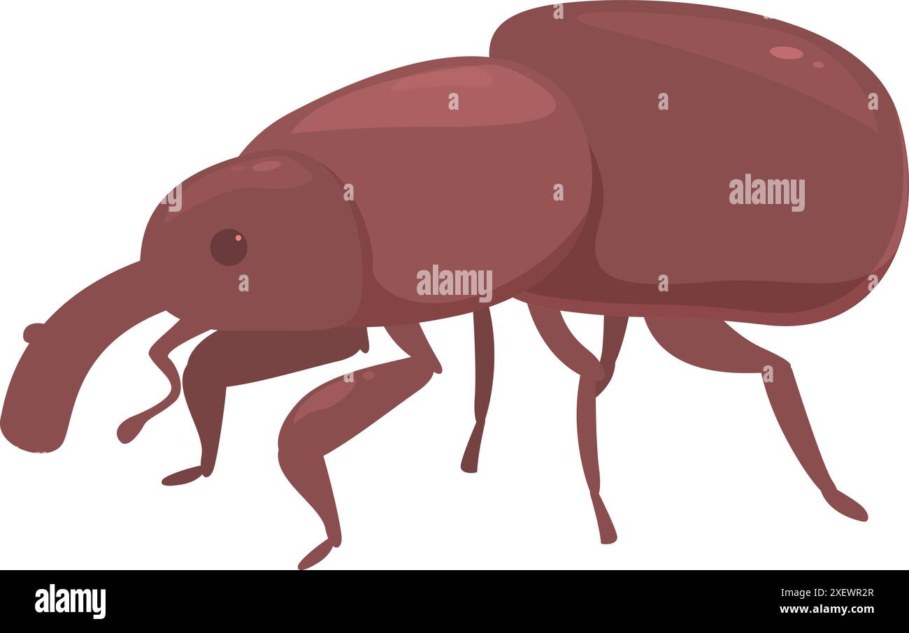 Red weevil walking side view showing head thorax abdomen and legs Stock ...