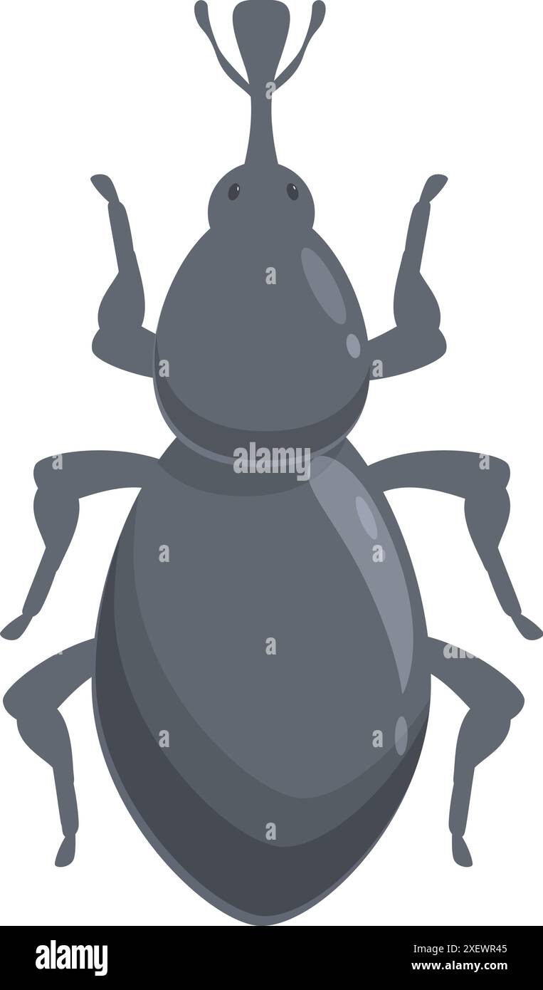 Big grey beetle standing on six legs with long antennae, an ...