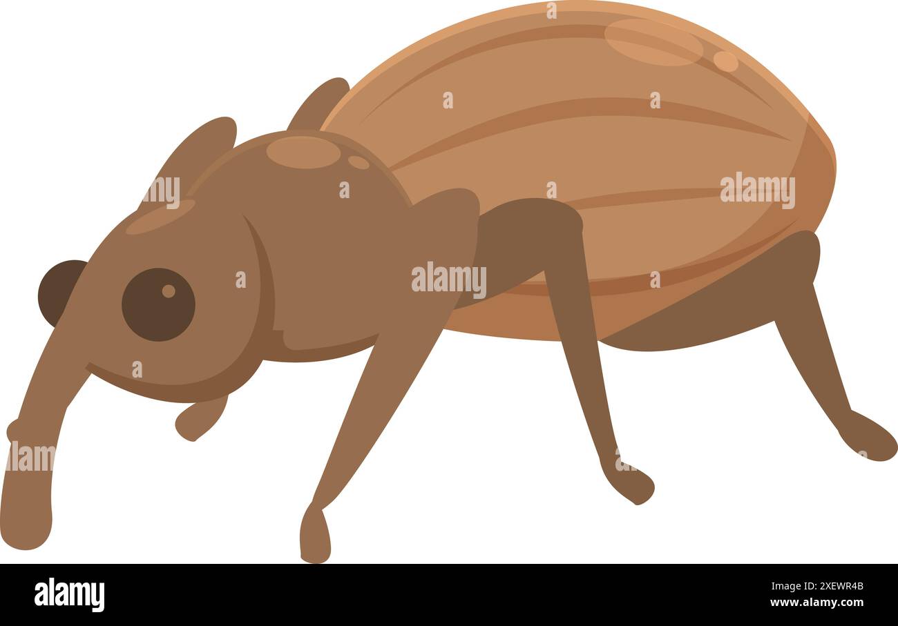 Brown weevil is crawling on the ground, its long nose and legs clearly ...