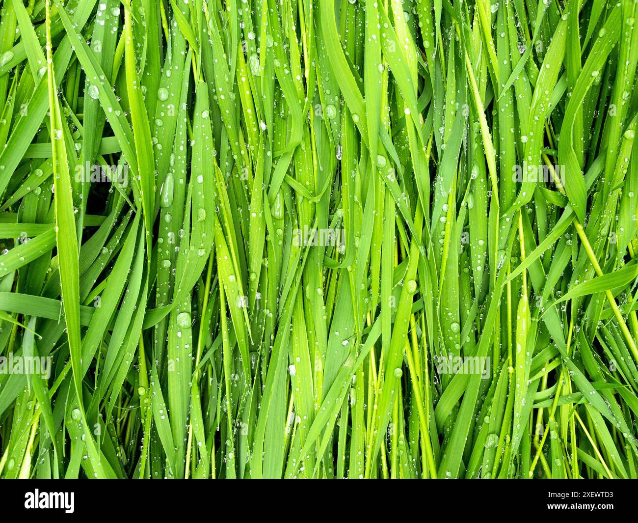 Wet grass after rain. Beautiful green grass leaves texture with rain ...