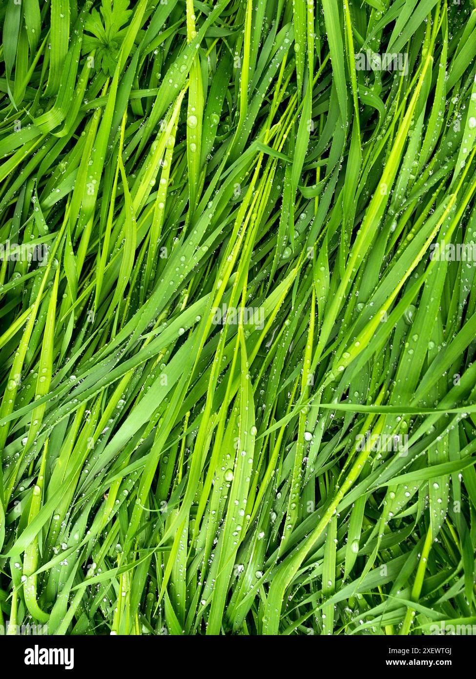 Wet grass after rain. Beautiful green grass leaves texture with rain ...