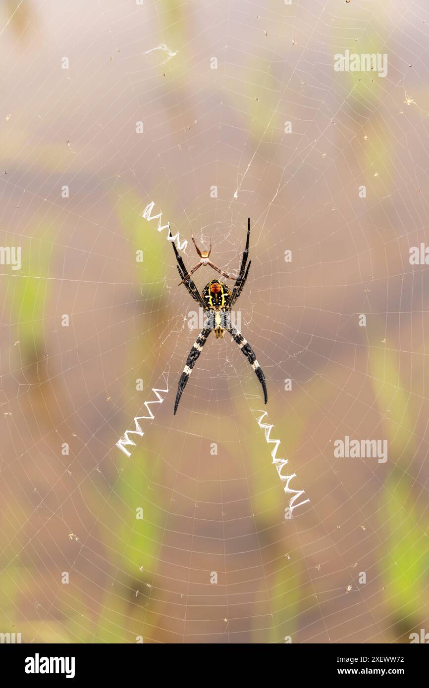 Female spiders are considerably larger than males. The scientific name ...