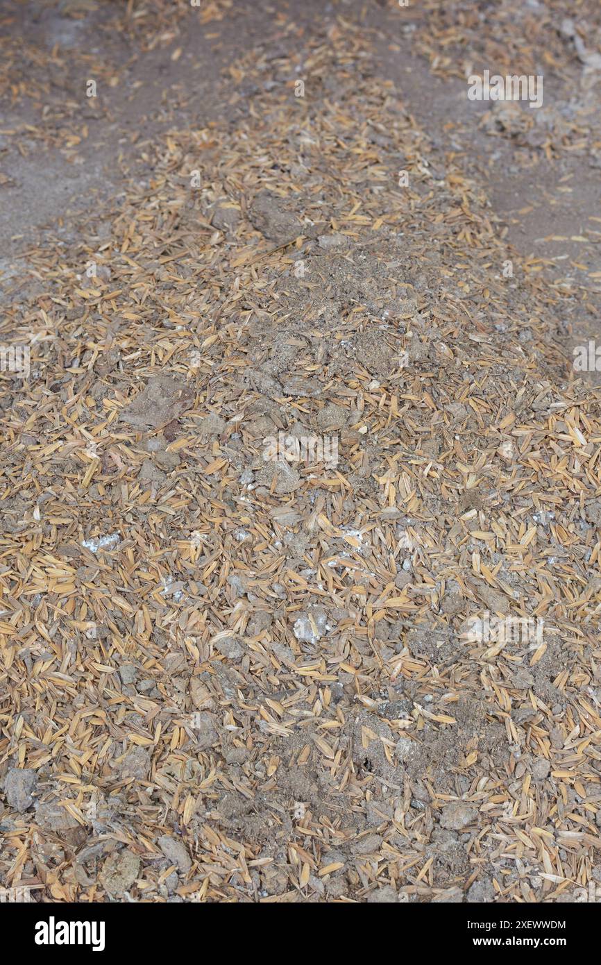 paddy or rice husk with chicken droppings mixture composting, pile of ...