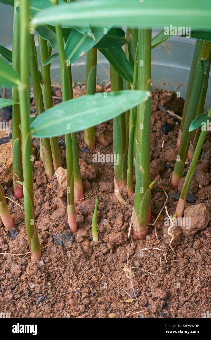 Moisture rich environment hi-res stock photography and images - Alamy