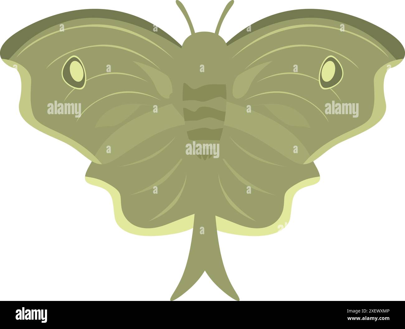 Luna moth flying hi-res stock photography and images - Alamy