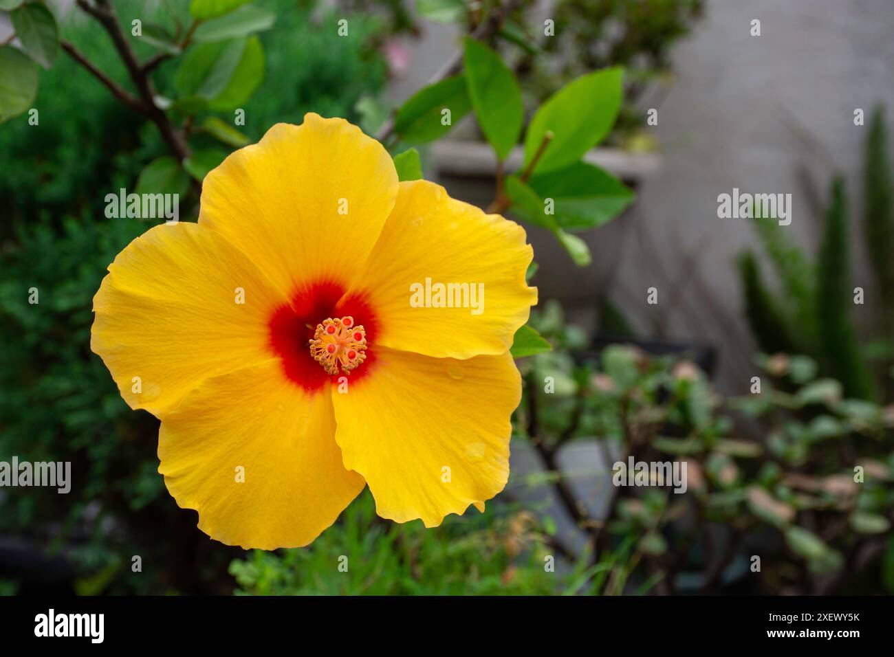 Hibiscus rosa-sinensis is a bushy, evergreen shrub. commonly known as ...