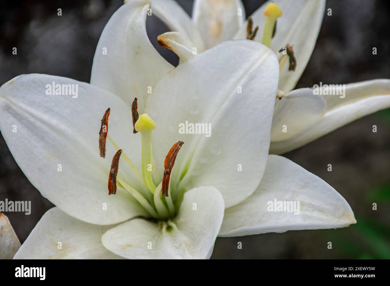Asiatic lily isolated hi-res stock photography and images - Alamy