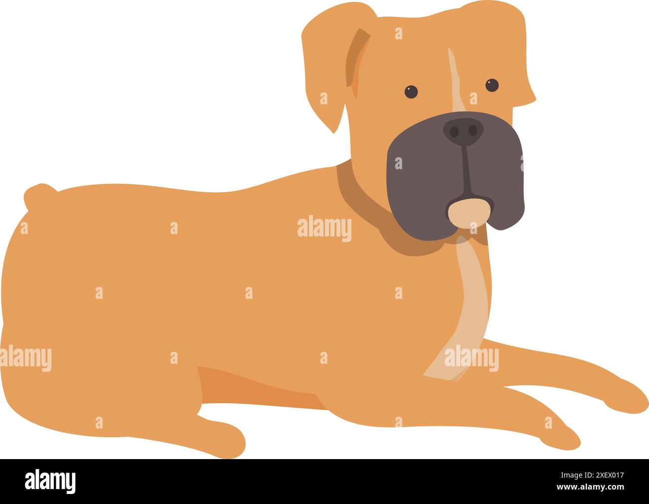 Adorable boxer dog laying down hi-res stock photography and images - Alamy