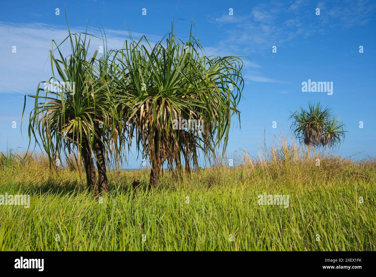 Pandanus trees in the Northern Territory of Australia Stock Photo - Alamy