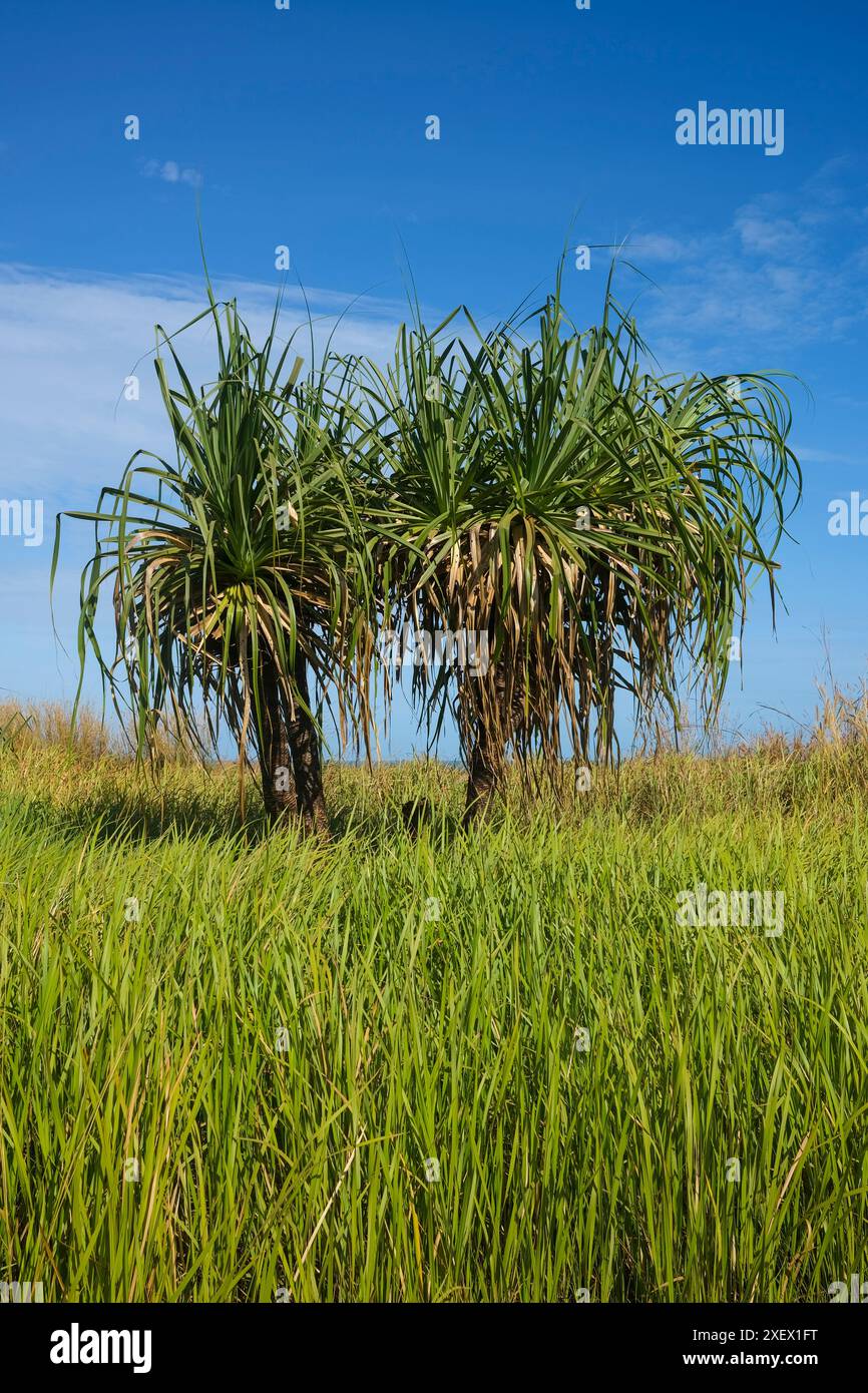 Pandanus trees in the Northern Territory of Australia Stock Photo - Alamy