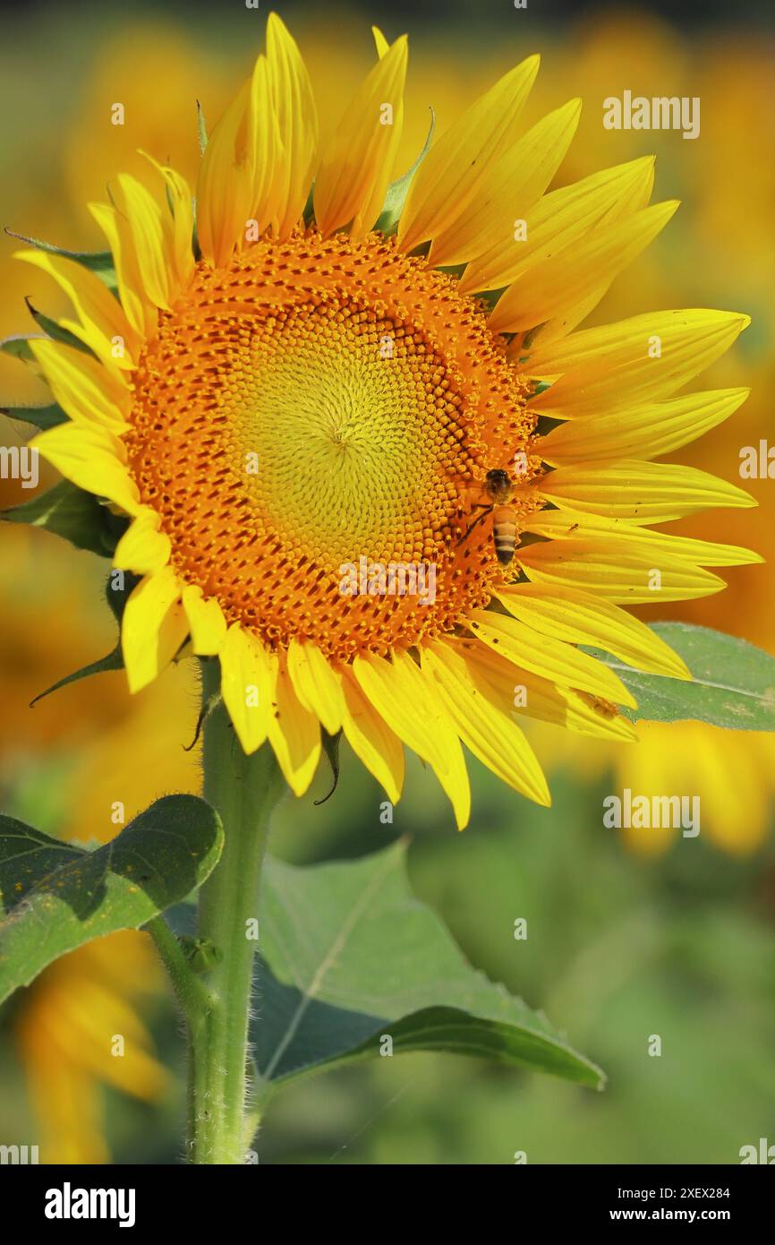 close up of beautiful yellow color common sunflower (helianthus annuus ...