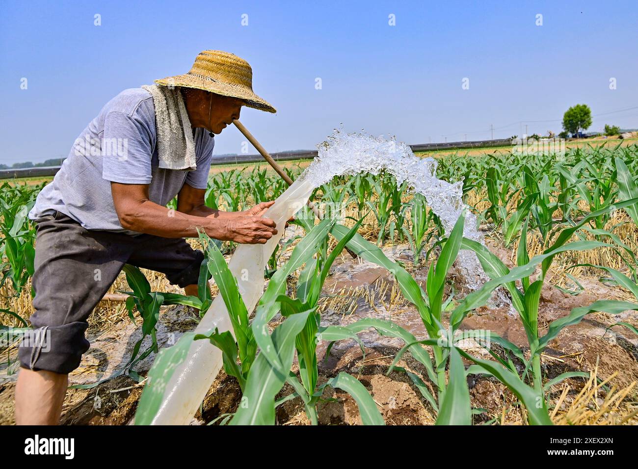 QINGZHOU, CHINA - JUNE 29, 2024 - A farmer pumps water to water corn in Qingzhou city, East ...