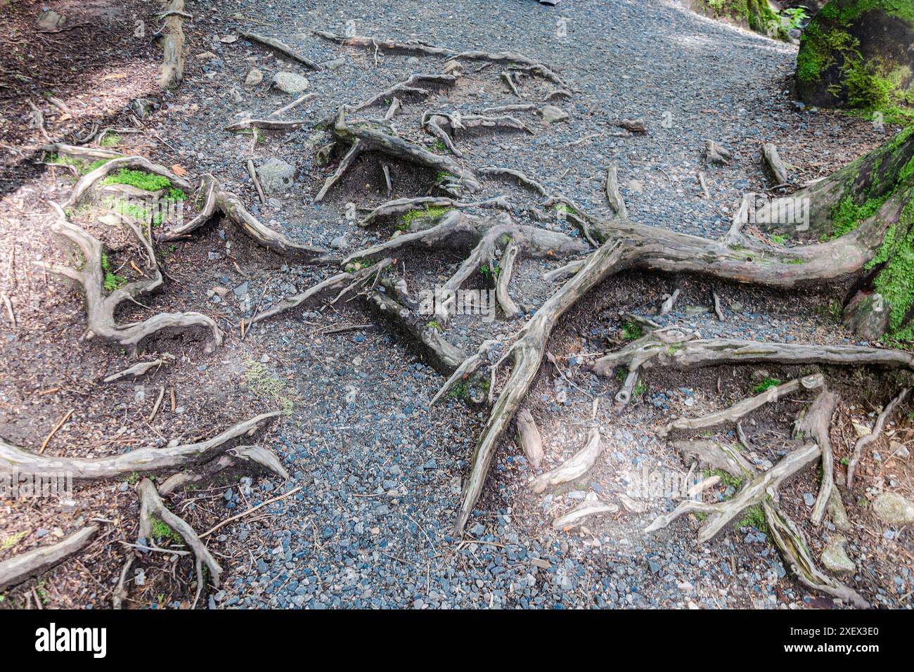 Twisted surface roots of a large old tree in a dense forest Stock Photo ...