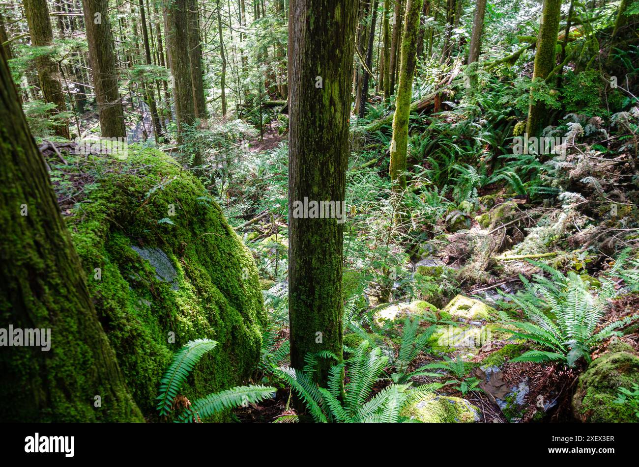 Inside a dense pine tree forest with streams, large moss covered pine ...