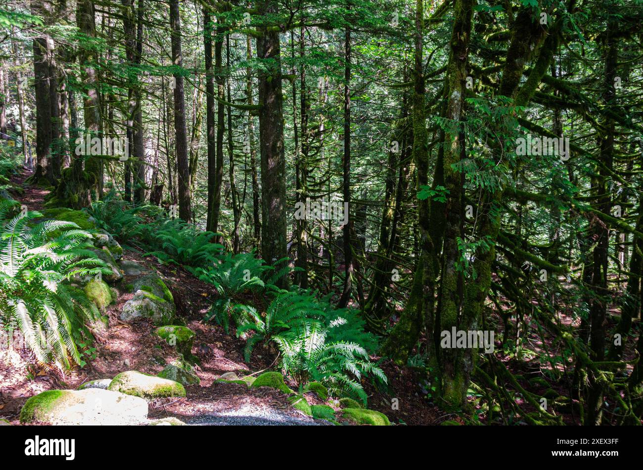 Inside a dense pine tree forest with streams, large moss covered pine ...