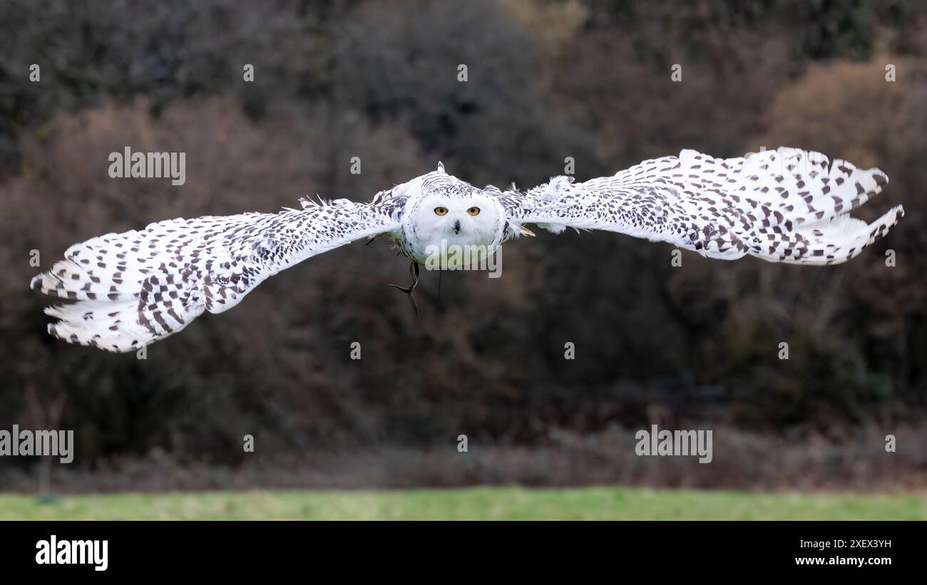 Snowy Owl [ Bubo scandiacus ] captive bird in flight at the British ...