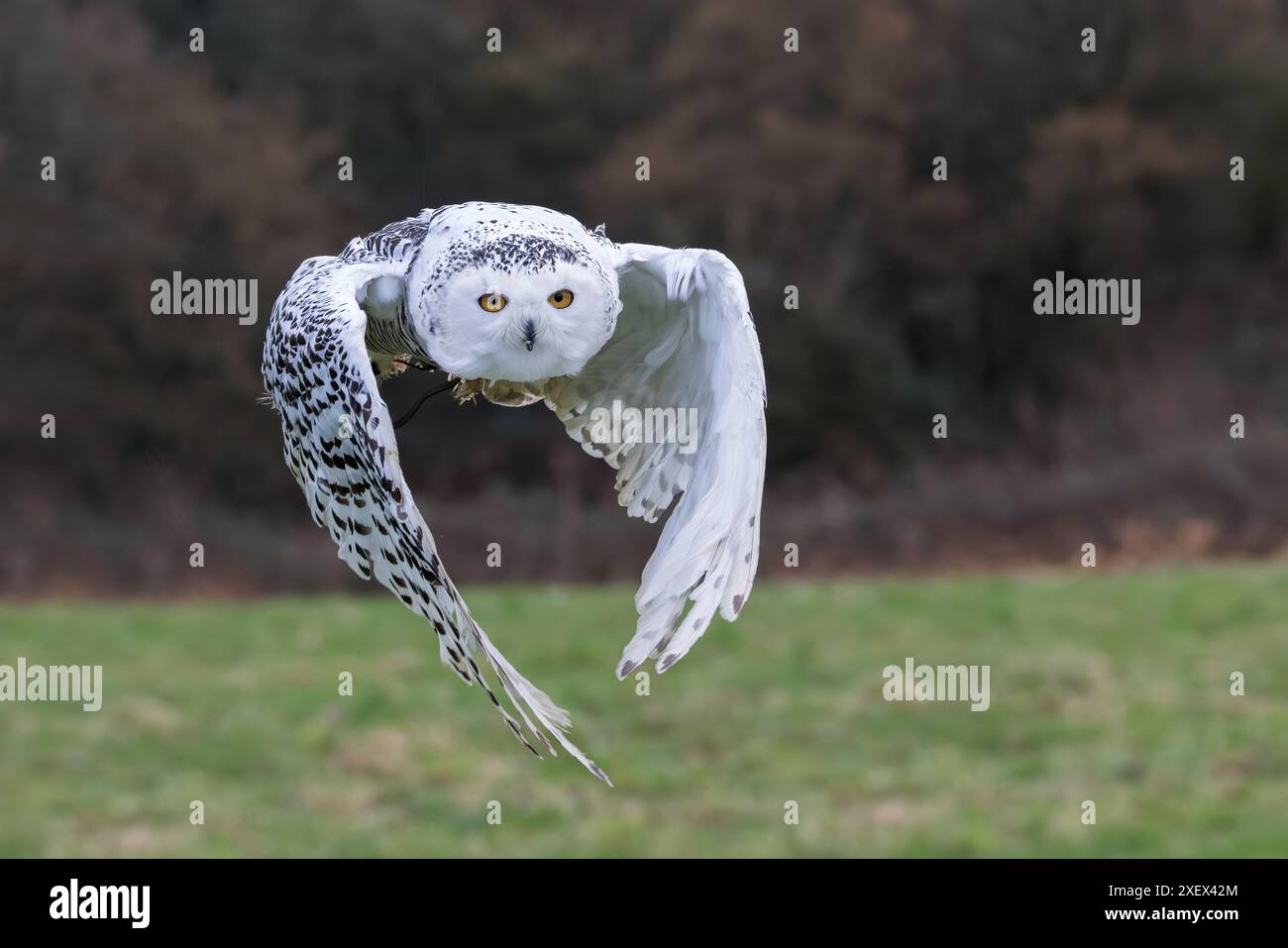 Snowy Owl [ Bubo scandiacus ] captive bird in flight at the British ...