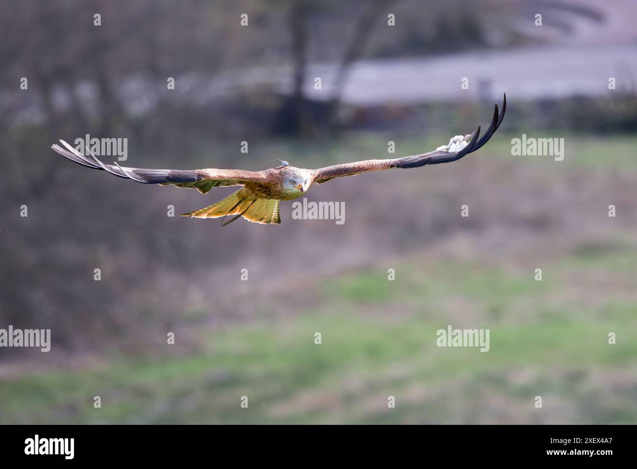 Red Kite [ Milvus milvus ] captive bird in flight showing radio tracker ...