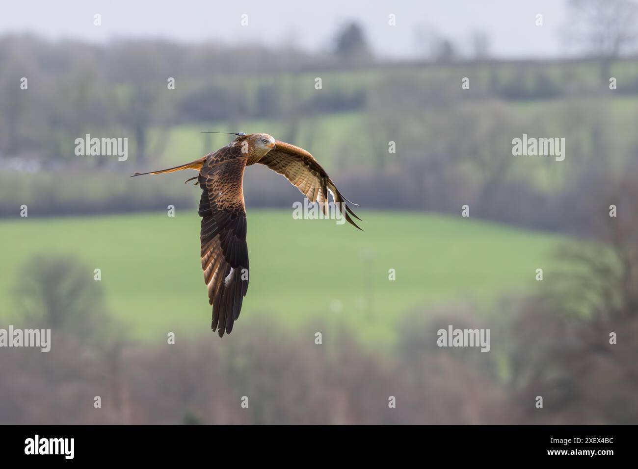 Red Kite [ Milvus milvus ] captive bird in flight showing radio tracker ...