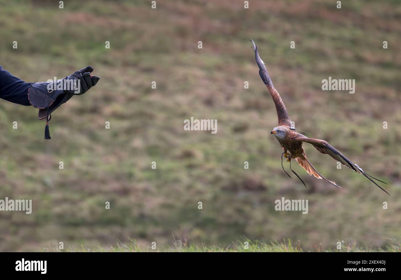 Red Kite [ Milvus milvus ] captive bird coming to the glove, showing ...