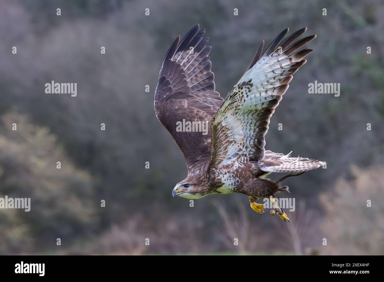 Golden eagle [Aquila chrysaetos ] captive bird in flight at the British ...