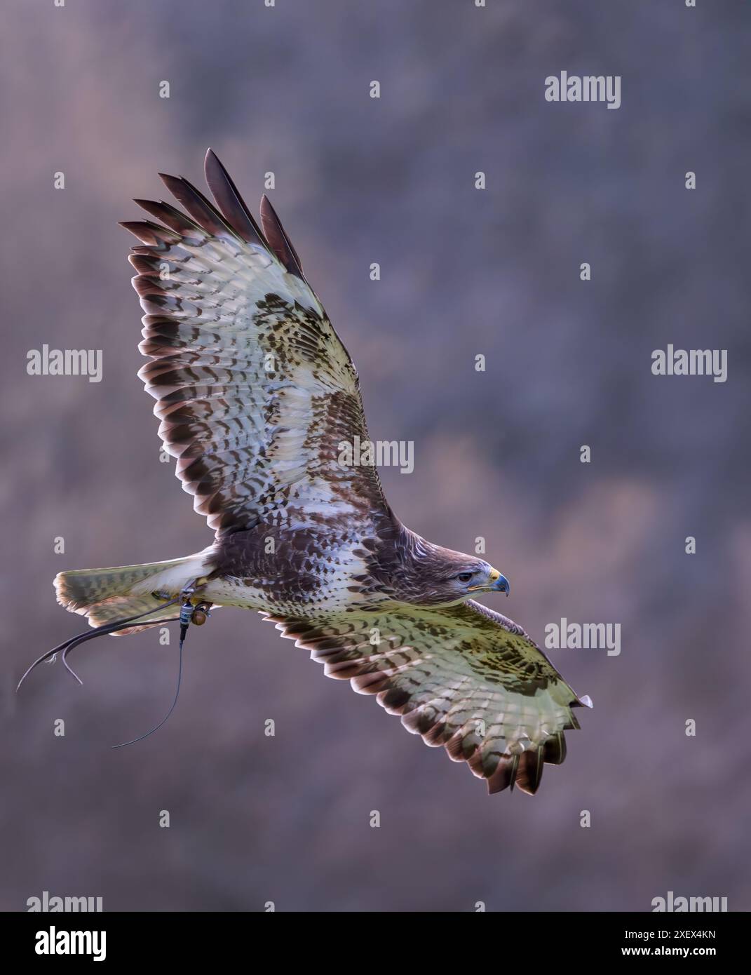 Golden eagle [Aquila chrysaetos ] captive bird in flight at the British ...
