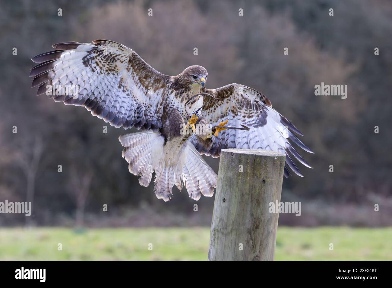 In the centre a national eagle hi-res stock photography and images - Alamy
