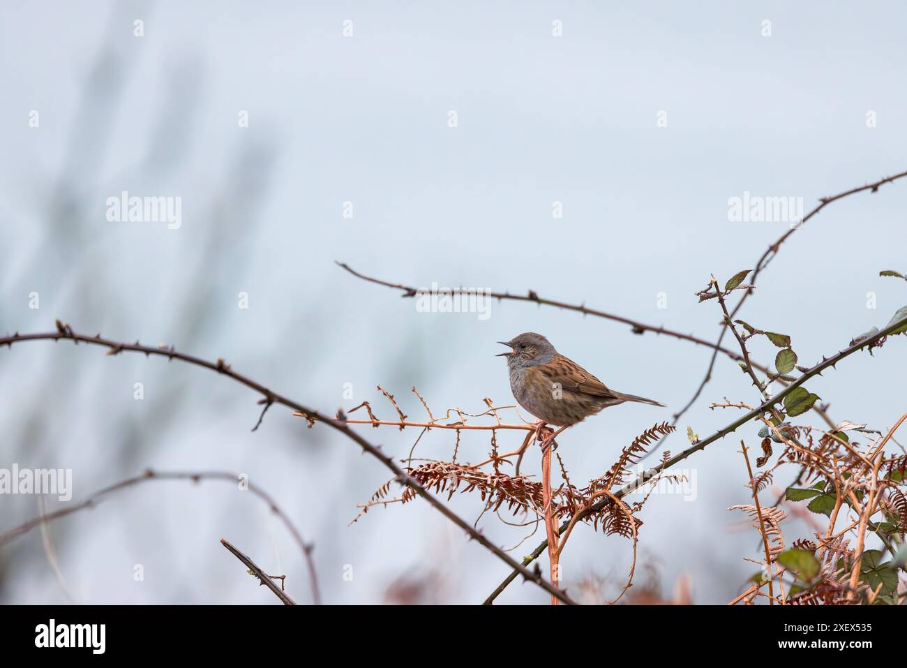 Dunnock [ Prunella modularis ] singing from scrubby plants Stock Photo ...