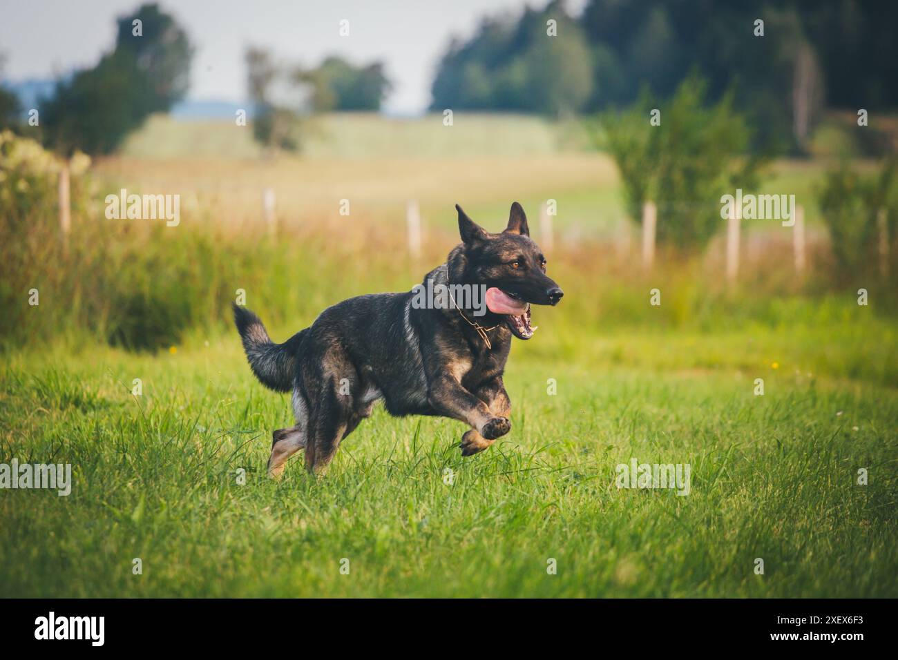 Working line German Shepherd Dog (Alsatian Stock Photo - Alamy