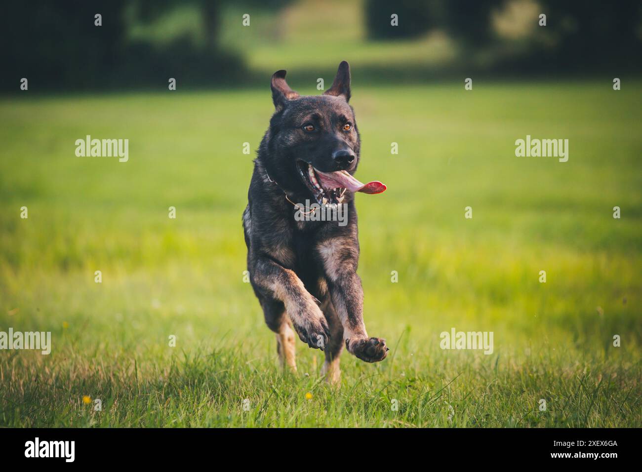 Working line German Shepherd Dog (Alsatian Stock Photo - Alamy