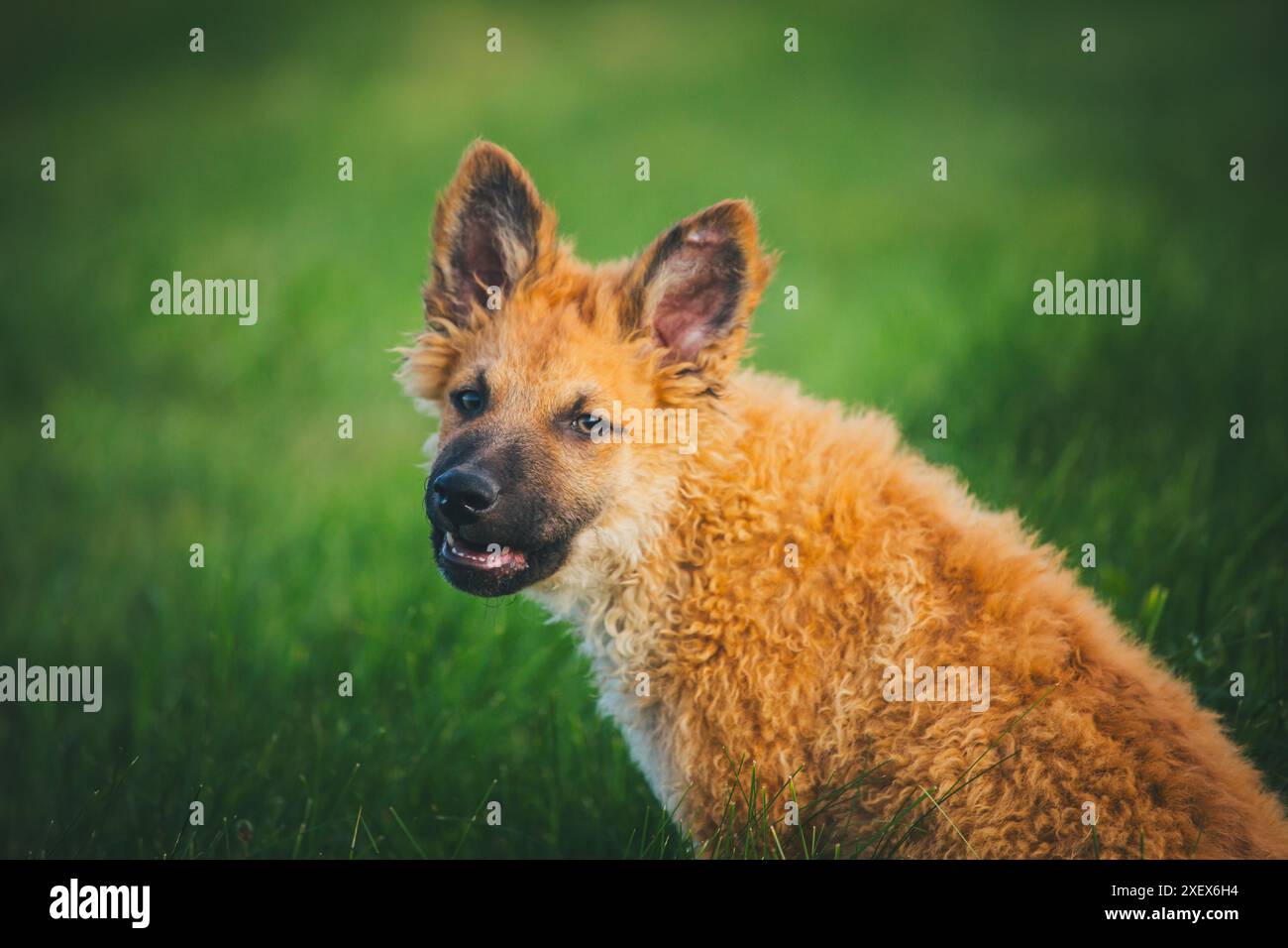 Old German Sheepdog puppy (Westerwälder Kuhhund Stock Photo - Alamy
