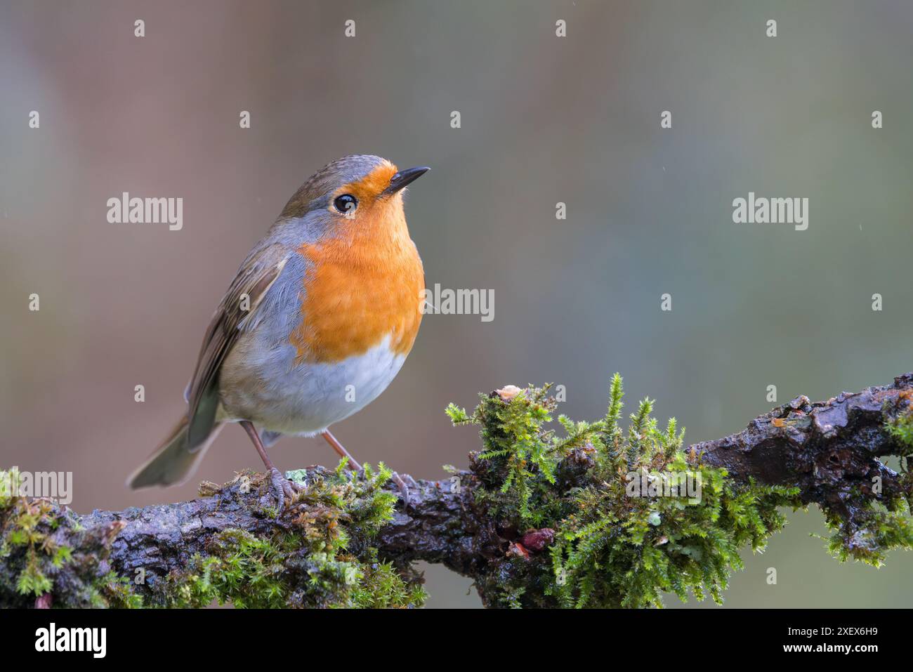 European Robin [ Erithacus rubecula ] on mossy stick Stock Photo - Alamy