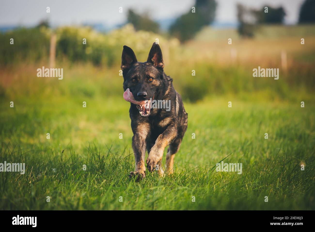 Working line German Shepherd Dog (Alsatian Stock Photo - Alamy