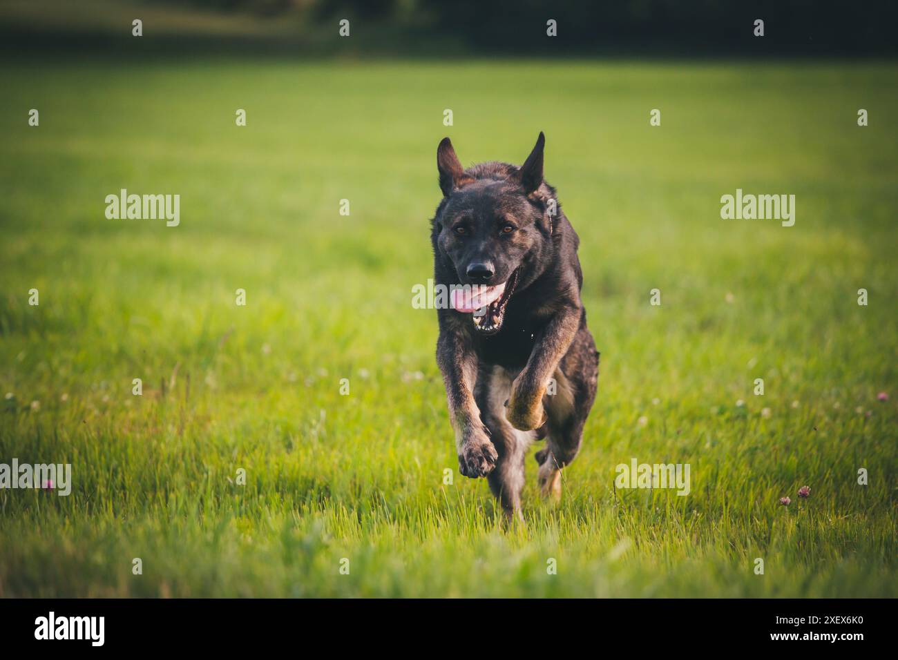 Working line German Shepherd Dog (Alsatian Stock Photo - Alamy
