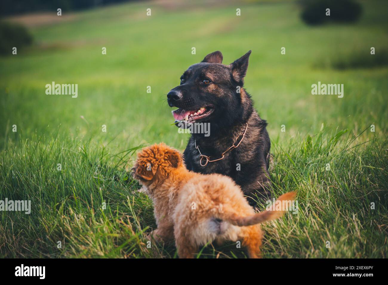 Two dogs playing, an adult German Shepherd Dog and an Old German ...
