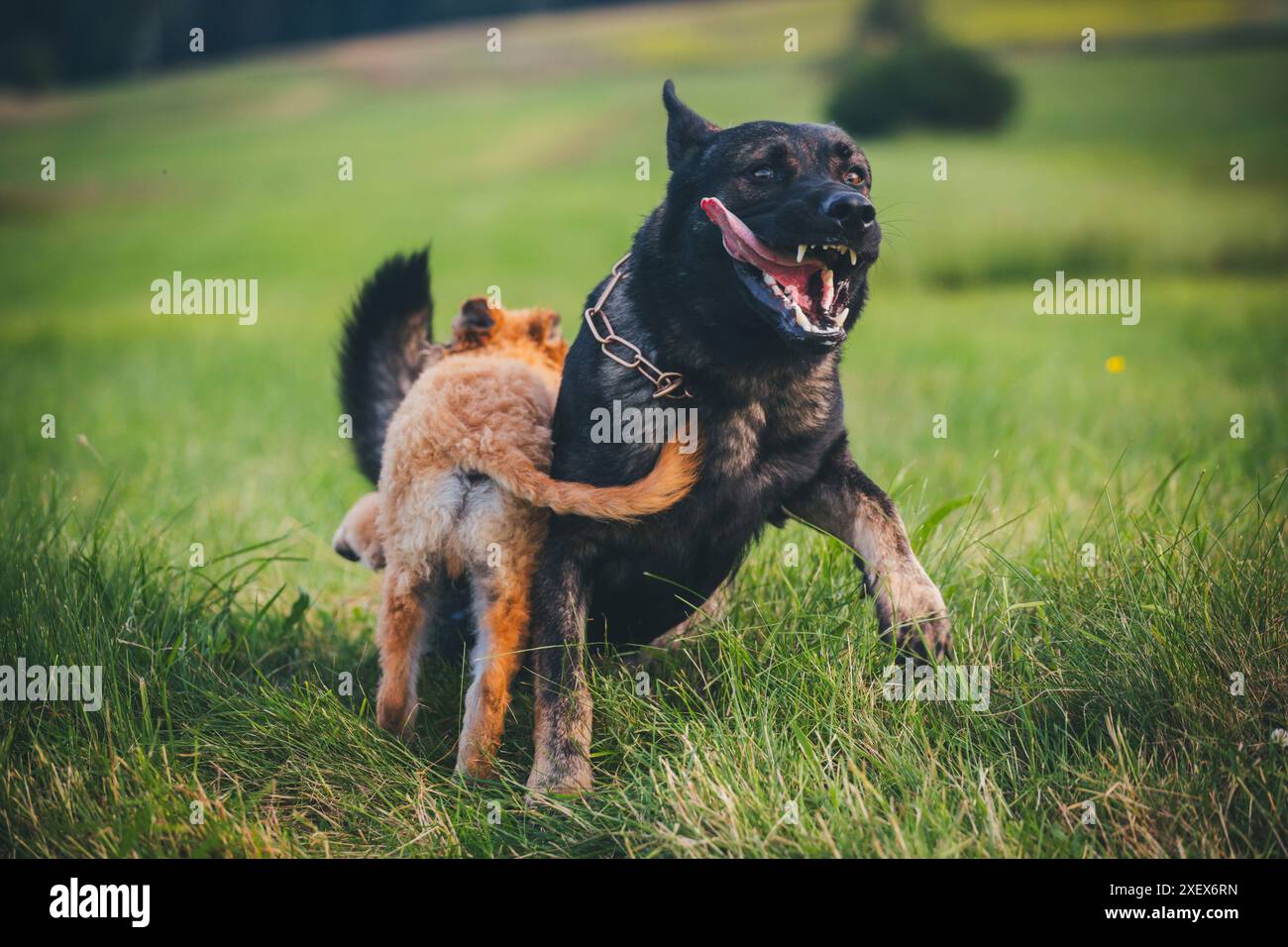 Two dogs playing, an adult German Shepherd Dog and an Old German ...