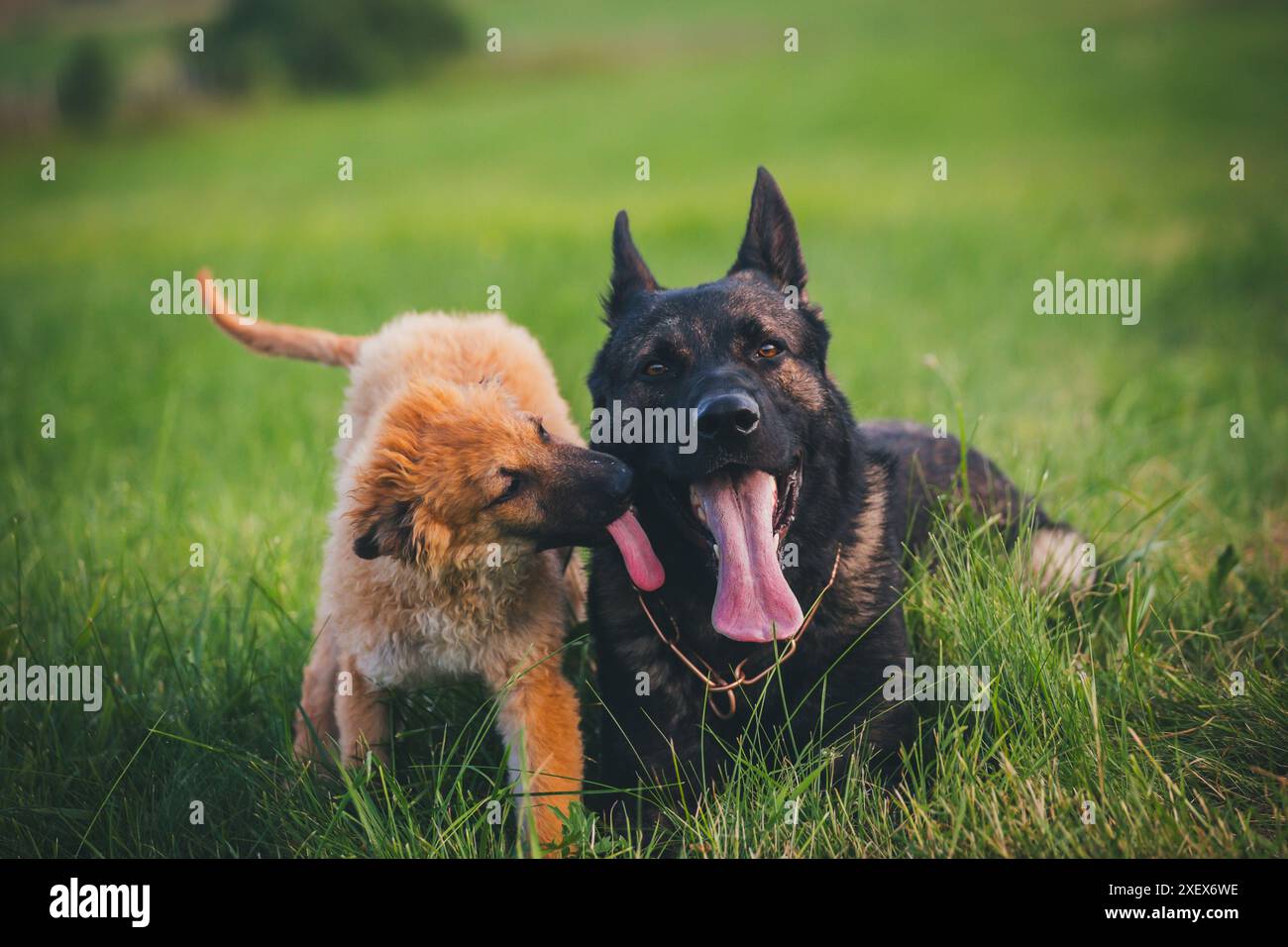 Two dogs playing, an adult German Shepherd Dog and an Old German ...