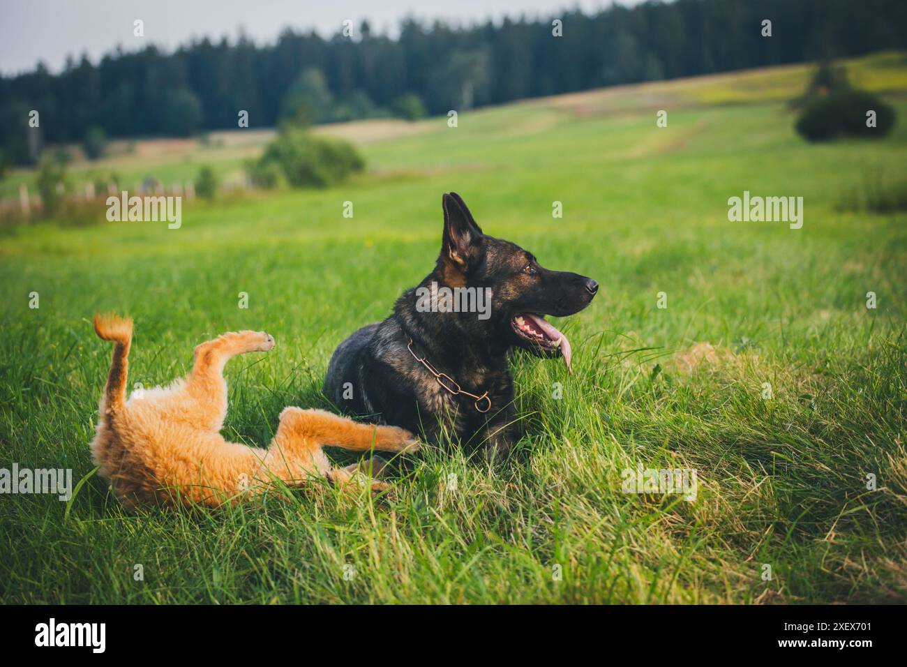 Two dogs playing, an adult German Shepherd Dog and an Old German ...