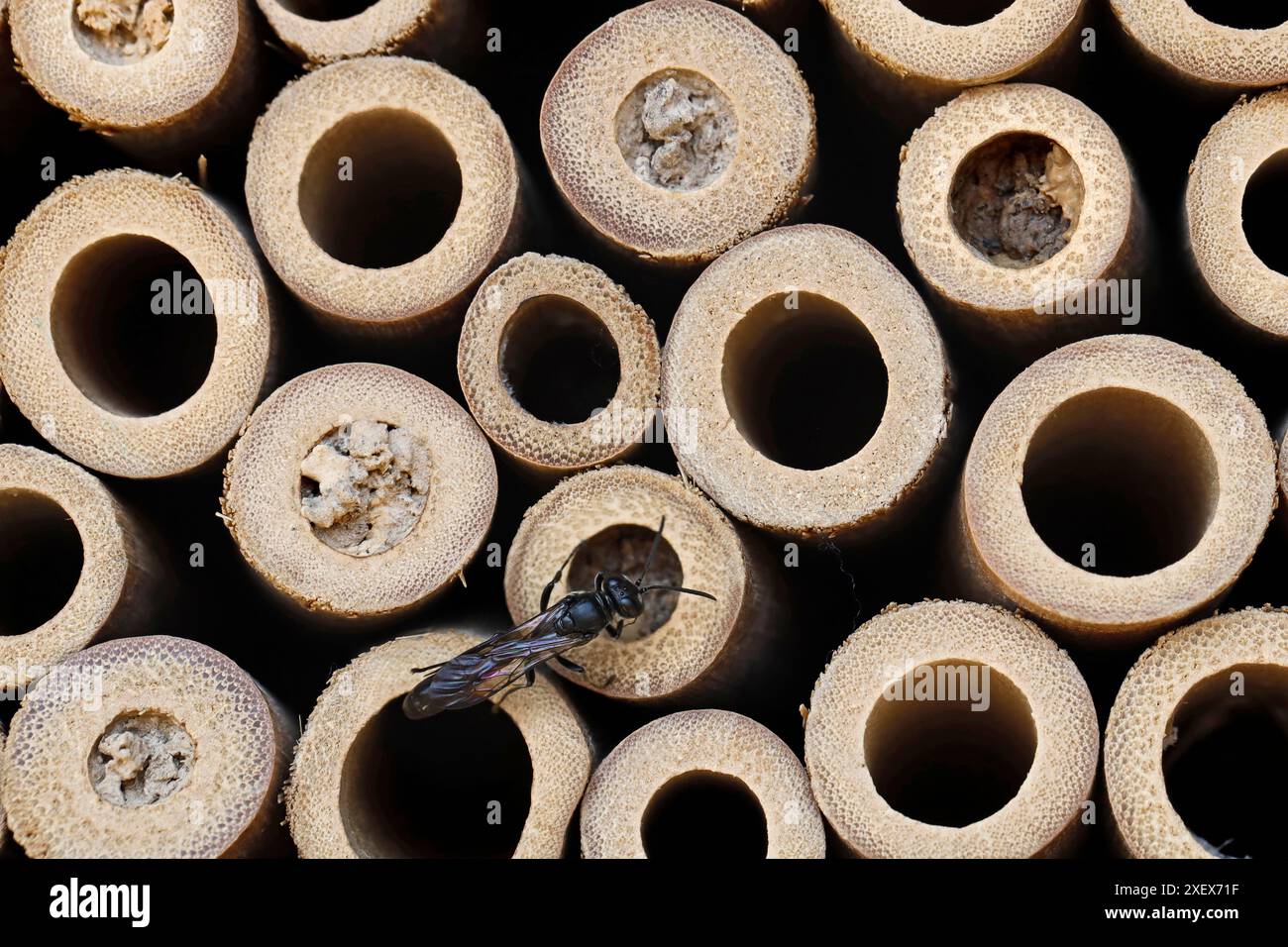 Cutting a tube hi-res stock photography and images - Alamy