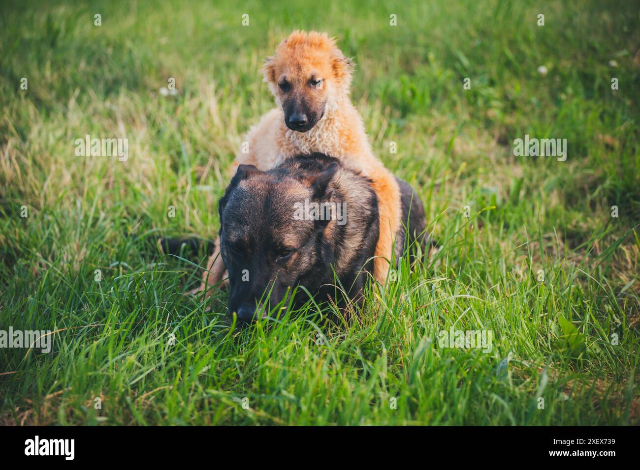 Two dogs playing, an adult German Shepherd Dog and an Old German ...