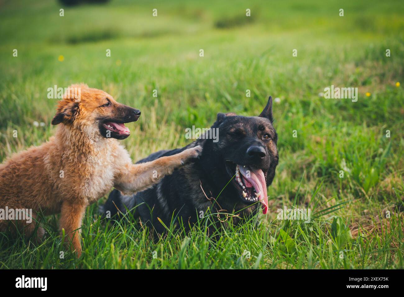Two dogs playing, an adult German Shepherd Dog and an Old German ...