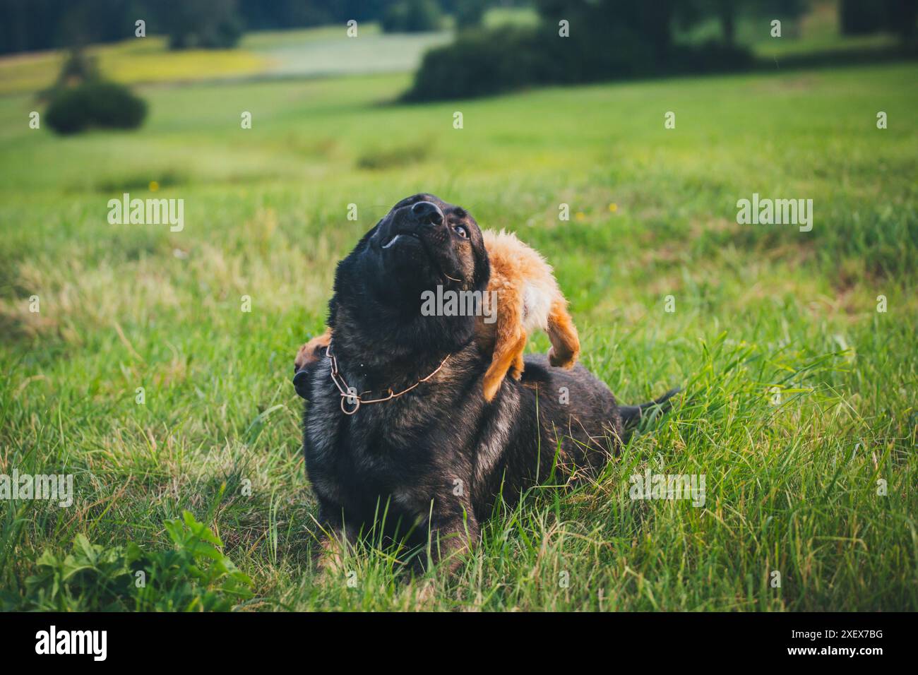 Two dogs playing, an adult German Shepherd Dog and an Old German ...