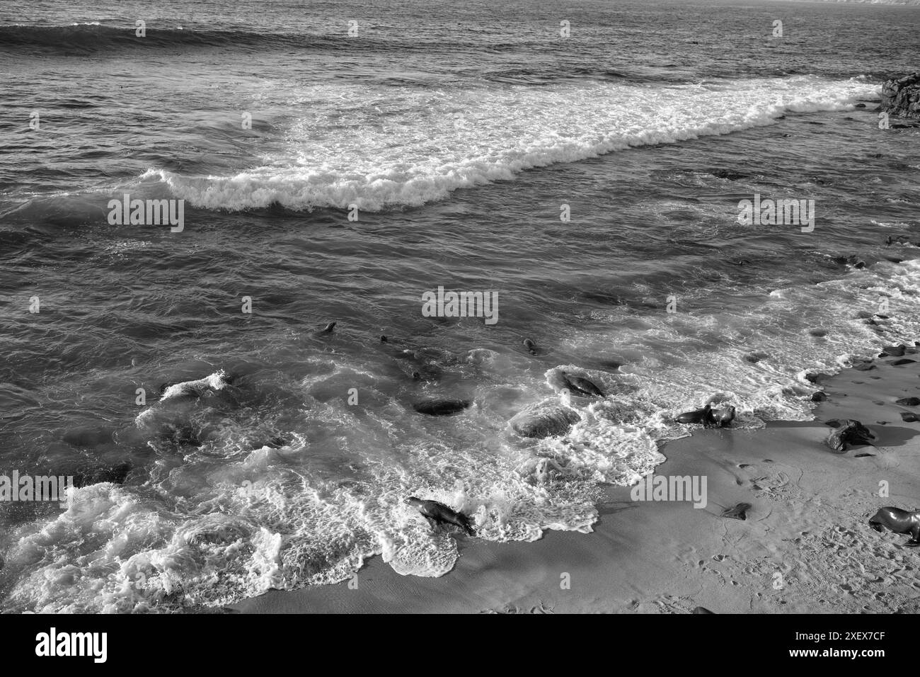 Marine animals in natural habitat Black and White Stock Photos & Images ...