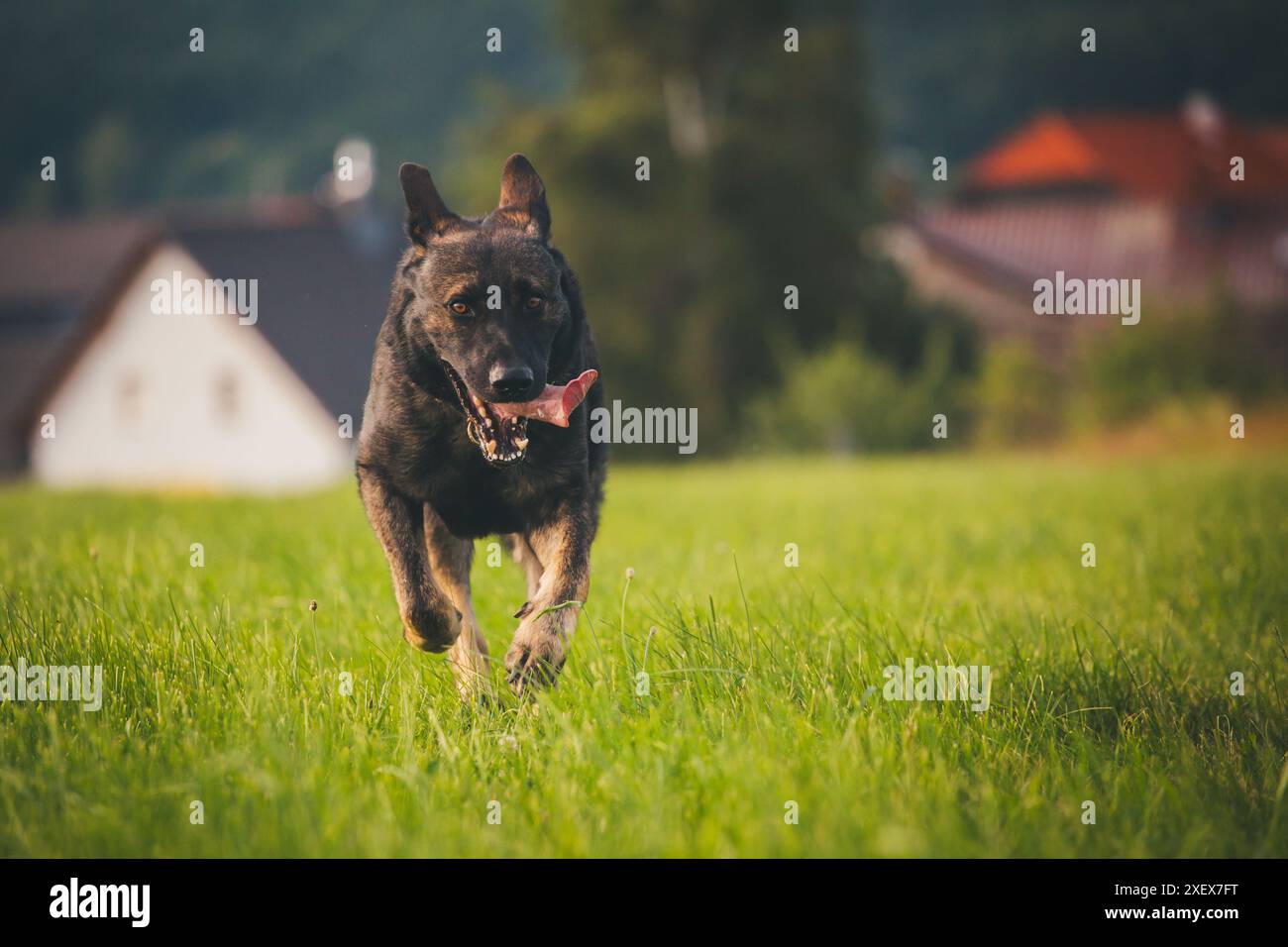 Working line German Shepherd Dog (Alsatian Stock Photo - Alamy
